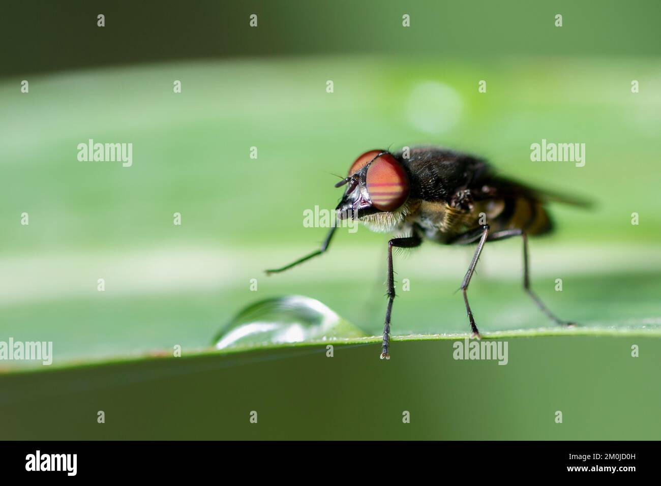 Black fly drinking from a drop of water on a leaf. Thirst, drought Stock Photo - Alamy