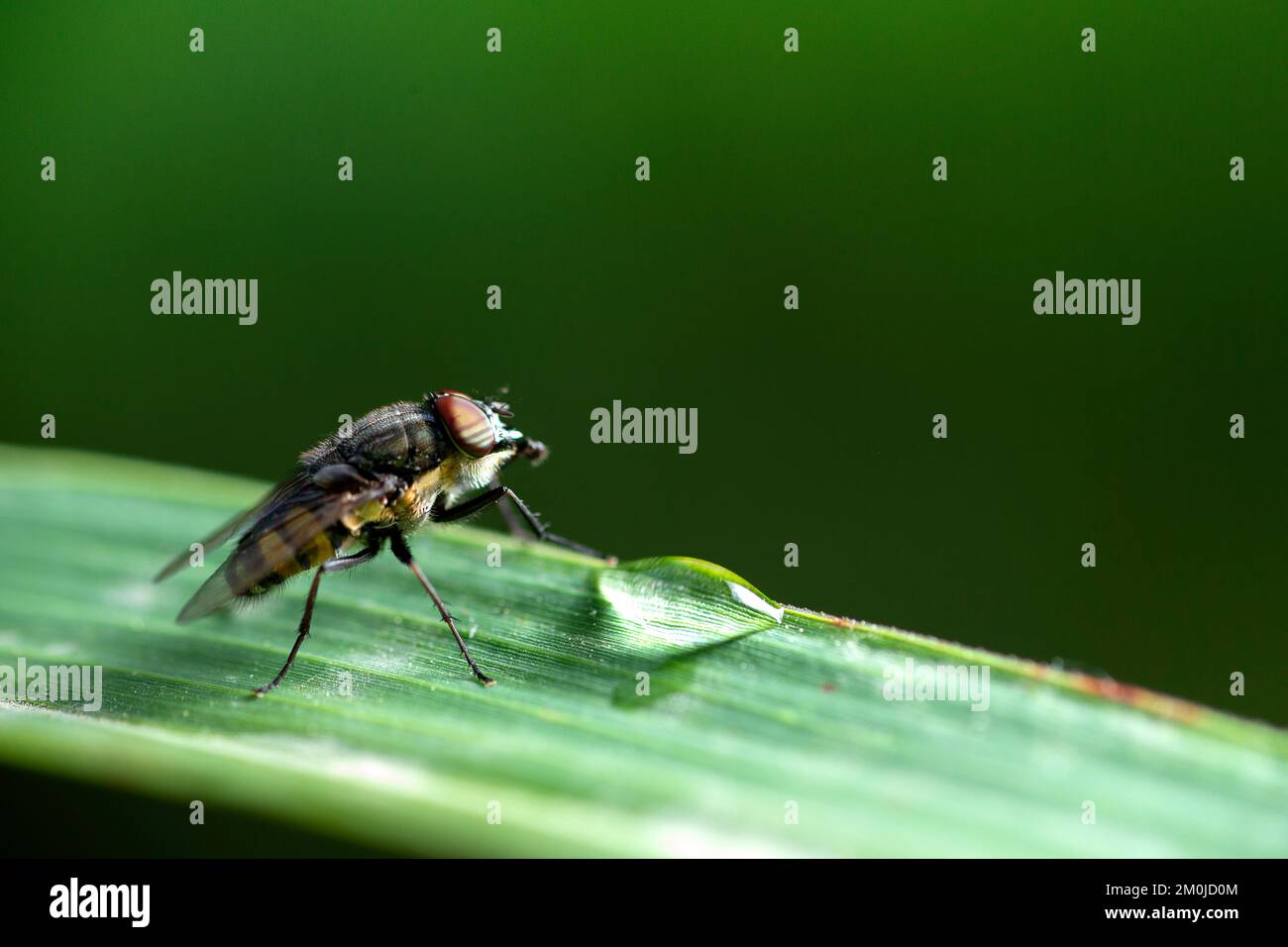 Black fly drinking from a drop of water on a leaf. Thirst, drought ...