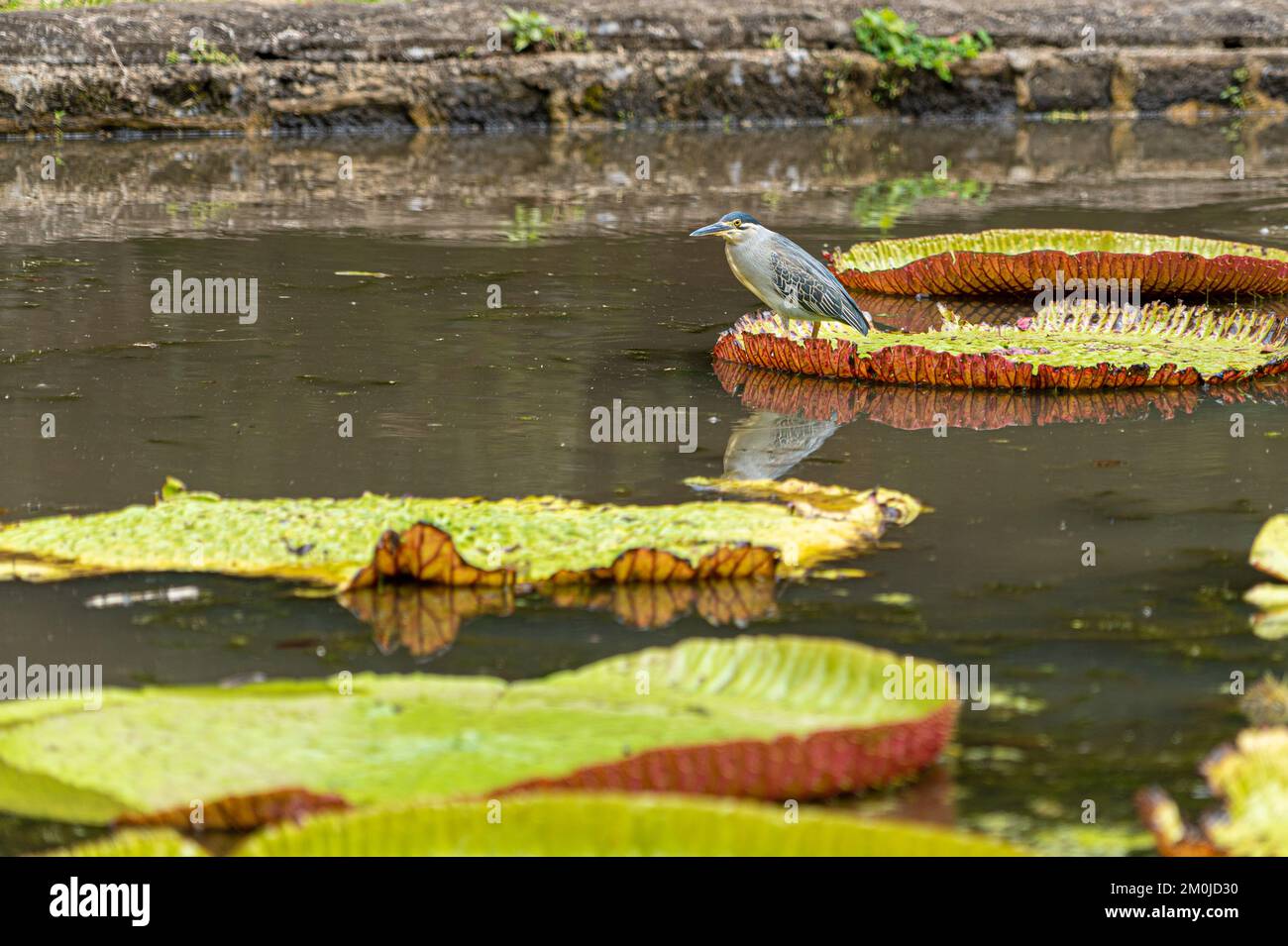 Striated Heron on Victoria Amazonica Lotus Flower Plant, Large Floating ...