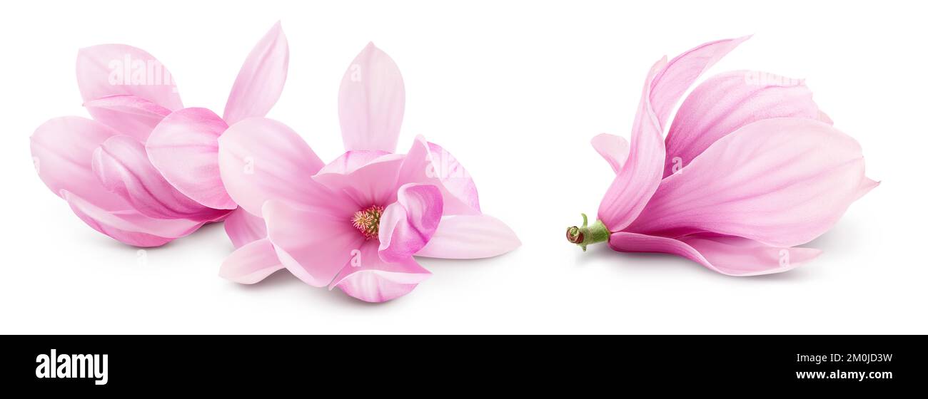 Pink magnolia flower isolated on white background with full depth of ...