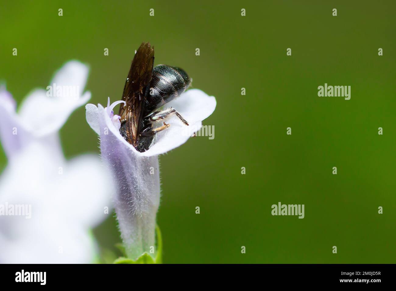 Bees collect nectar pollen from hi-res stock photography and images - Alamy