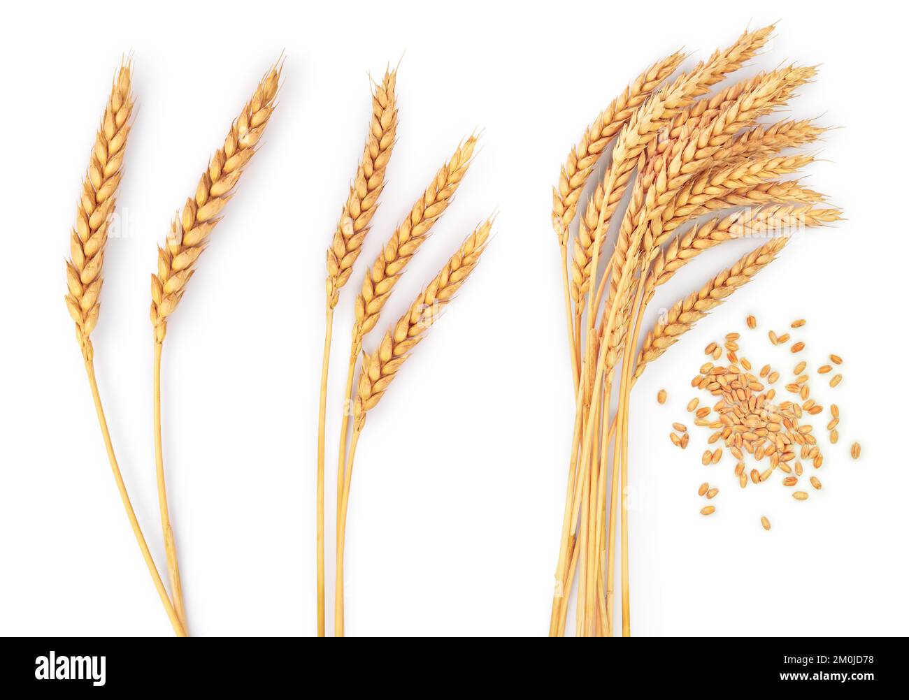 grain and ears of wheat isolated on white background. Top view Stock ...