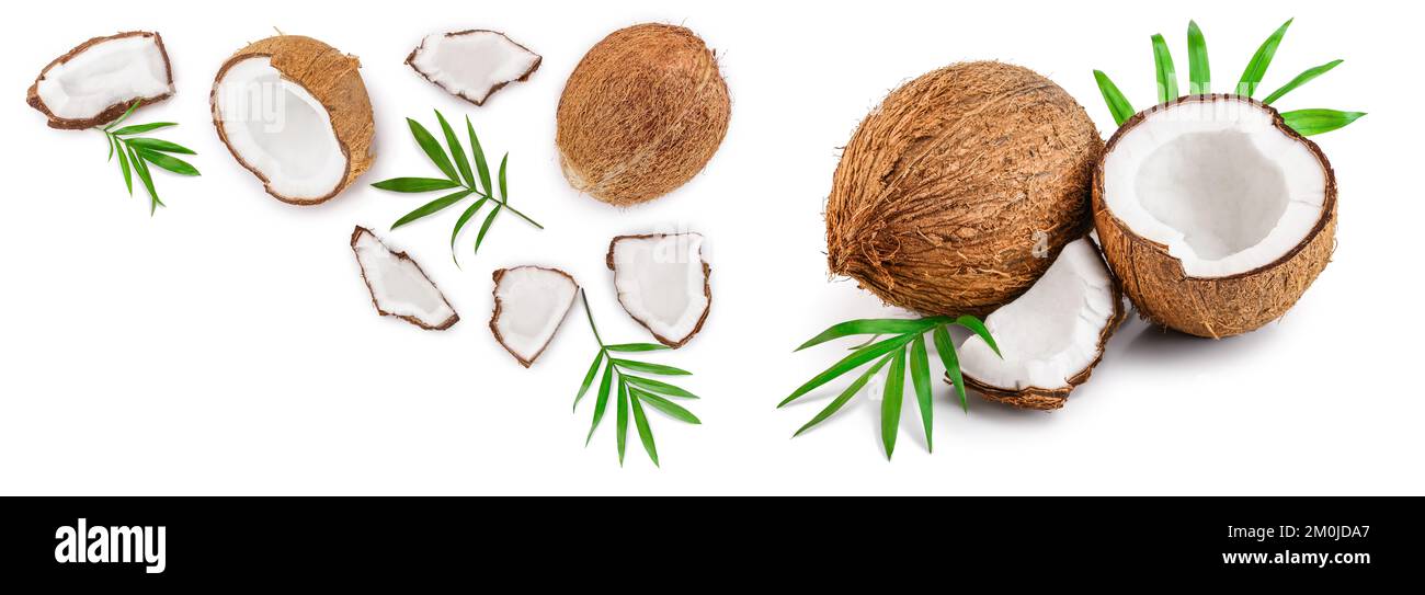 coconut with leaves isolated on white background with copy space for ...