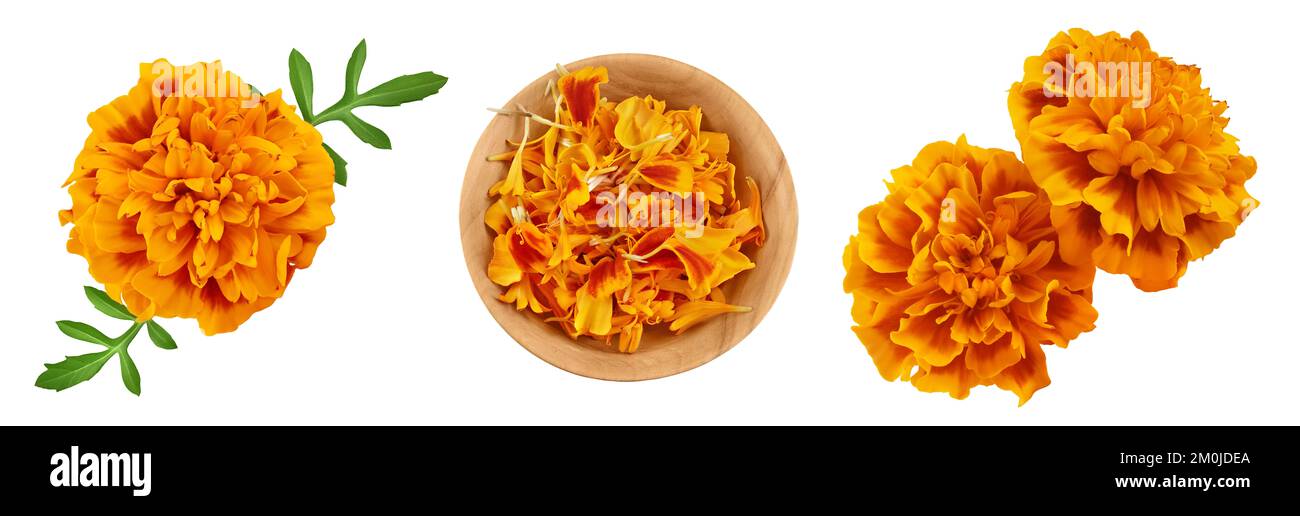 fresh marigold or tagetes erecta flower isolated on white background ...