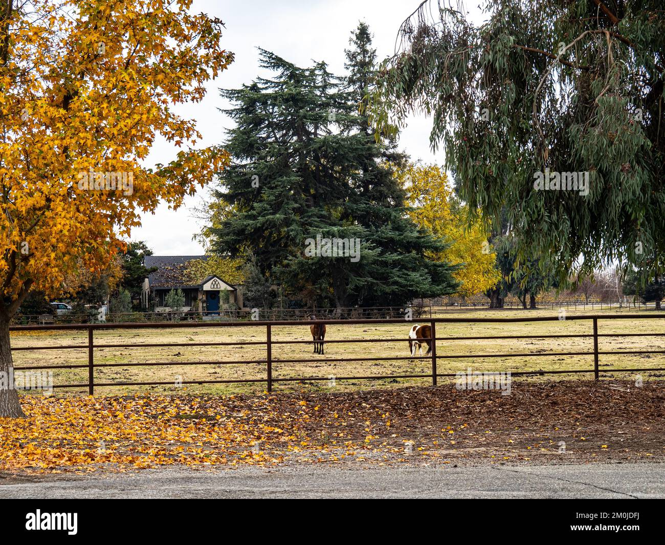 Two horses graze in pasture with fall colors and fallen leaves in the ...