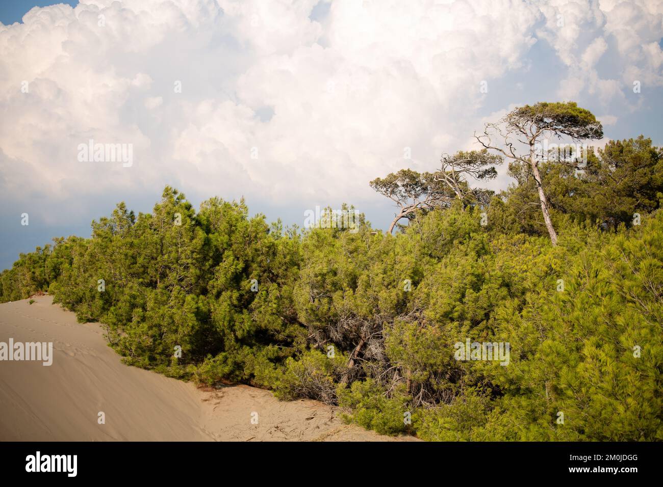 Patara dune and tropical trees in antalya Stock Photo - Alamy