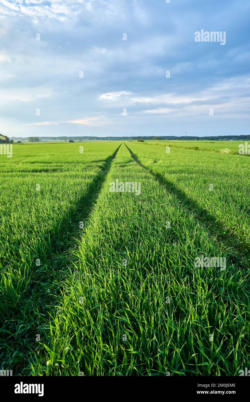 The traces of agricultural transport on the green grass Stock Photo - Alamy