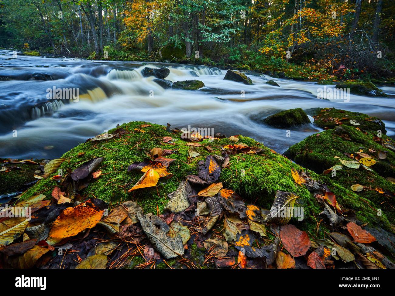 A river running through the forest Stock Photo - Alamy