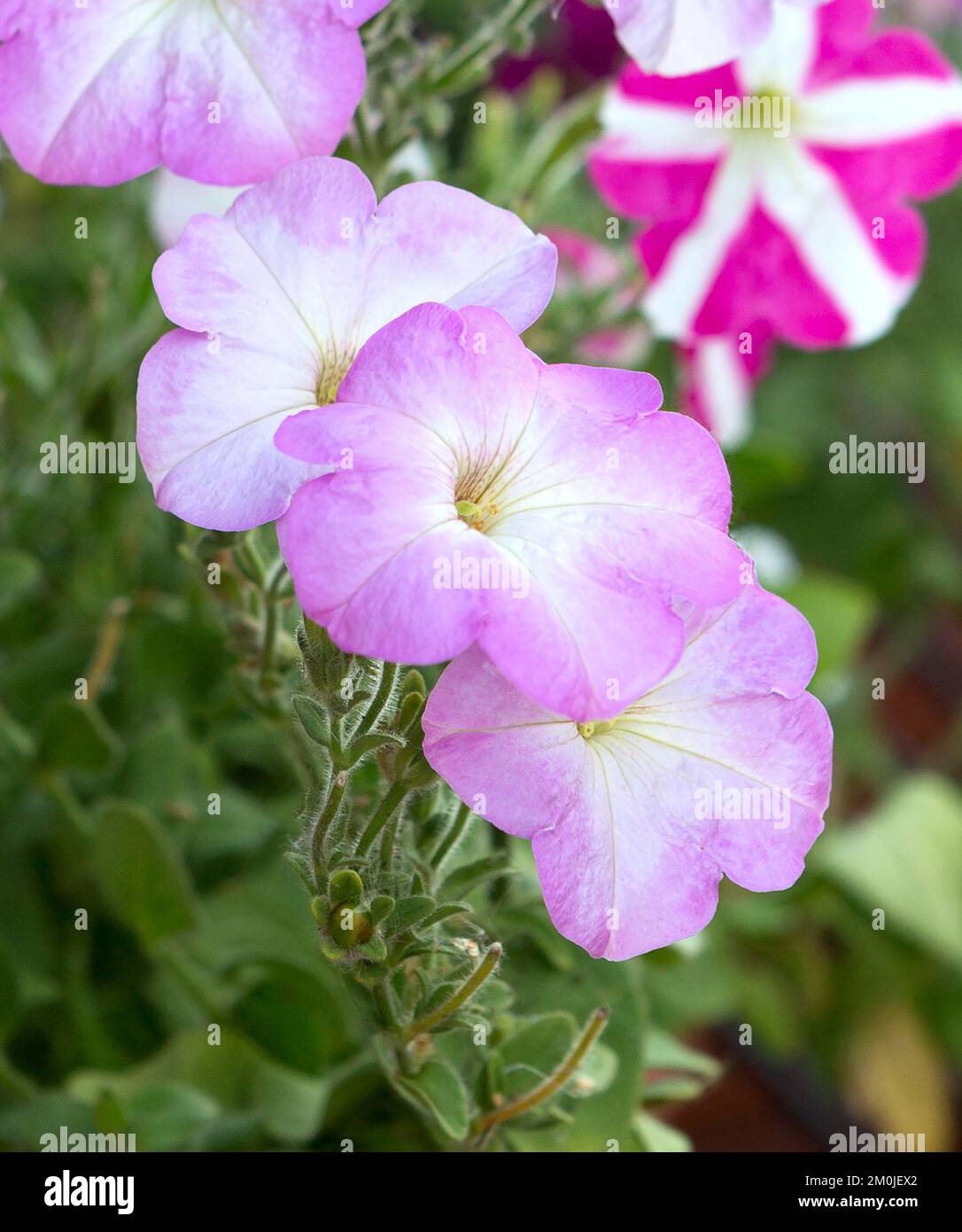 Petunia hybrida garden in hi-res stock photography and images - Alamy