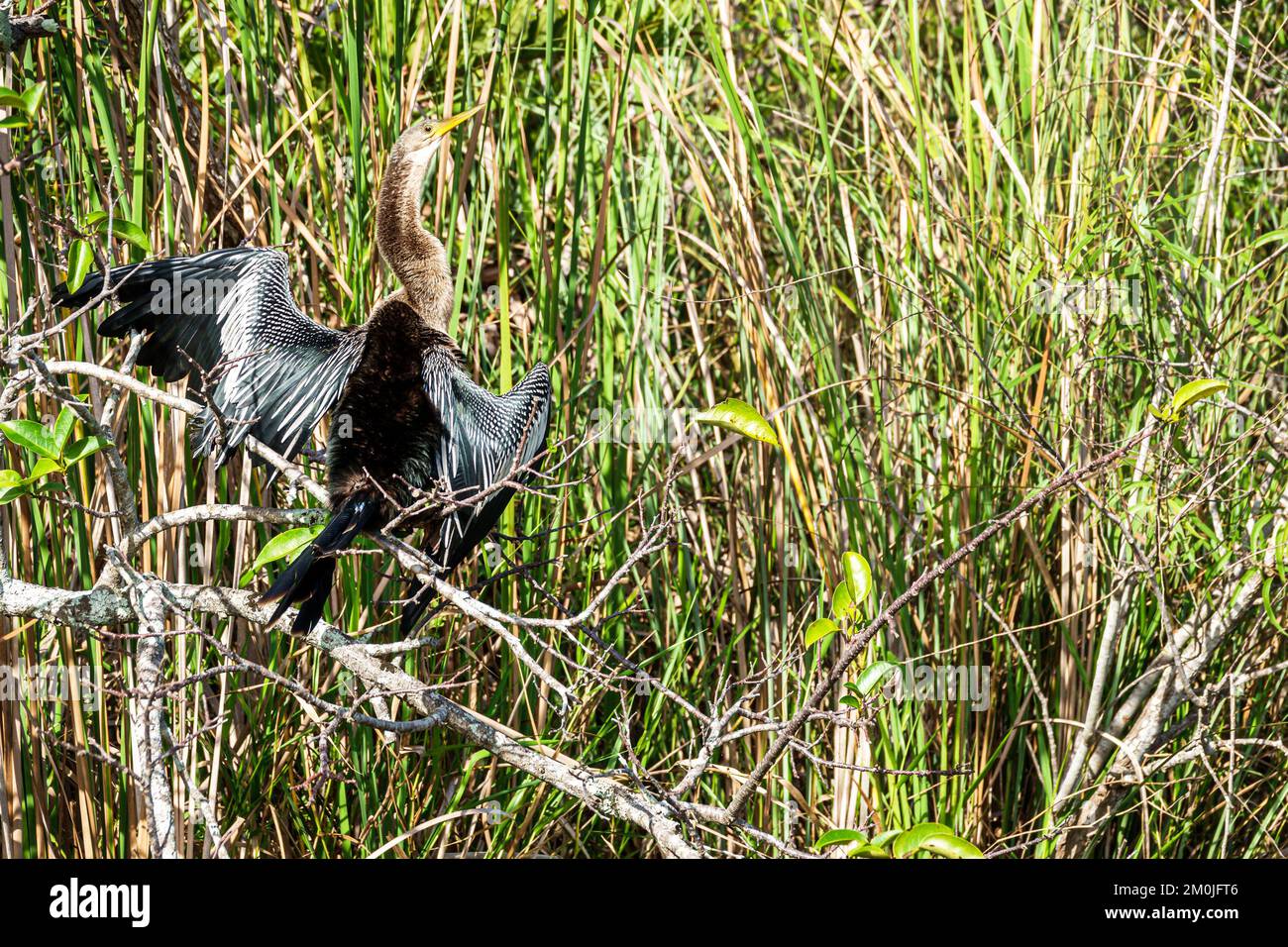 Anhinga leucogaster bird sitting spreading wings sawgrass drying ...