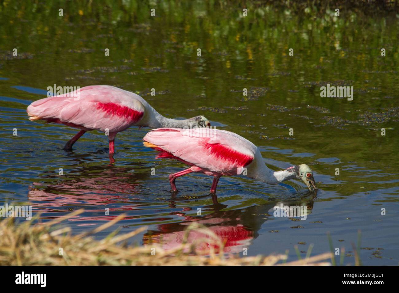 Spoonbill pair hi-res stock photography and images - Alamy