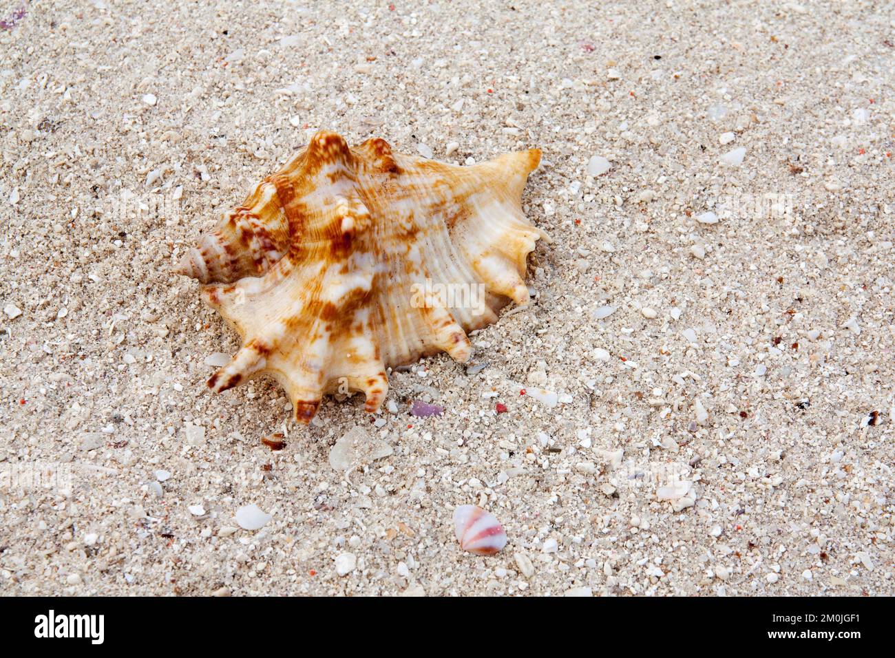Shell on the sand beach Stock Photo - Alamy