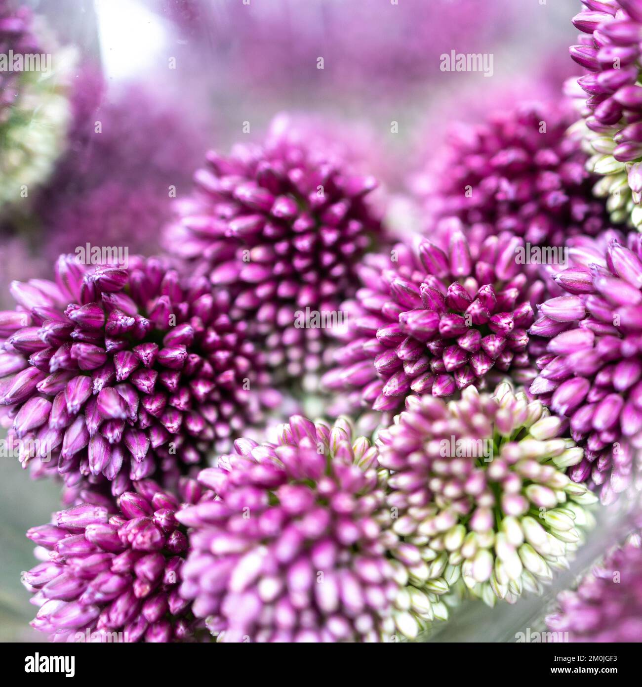 Purple color ornamental onion bouquet (Allium bulgaricum) Square frame ...
