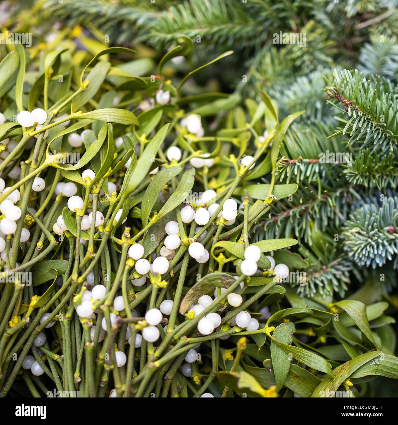 Seeds of mistletoe hi-res stock photography and images - Alamy