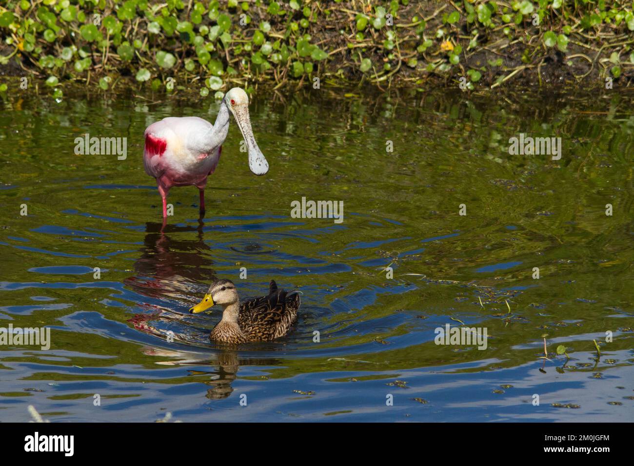 Roseate spoonbill duck hi-res stock photography and images - Alamy