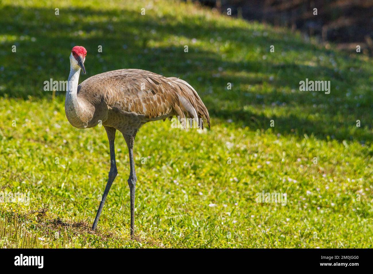 Sand hill crane Stock Photo - Alamy