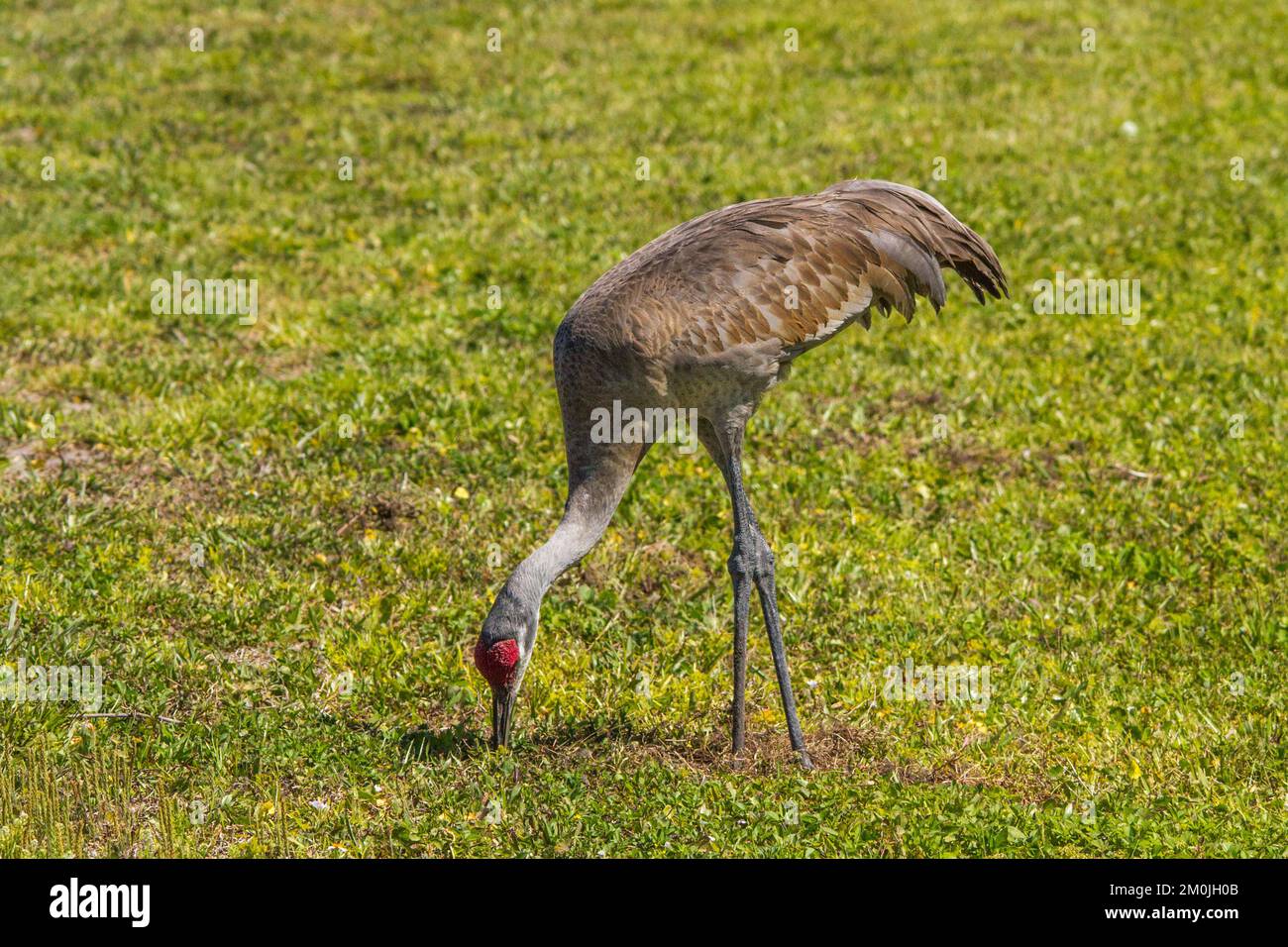 Sand Hill Crane Stock Photo - Alamy