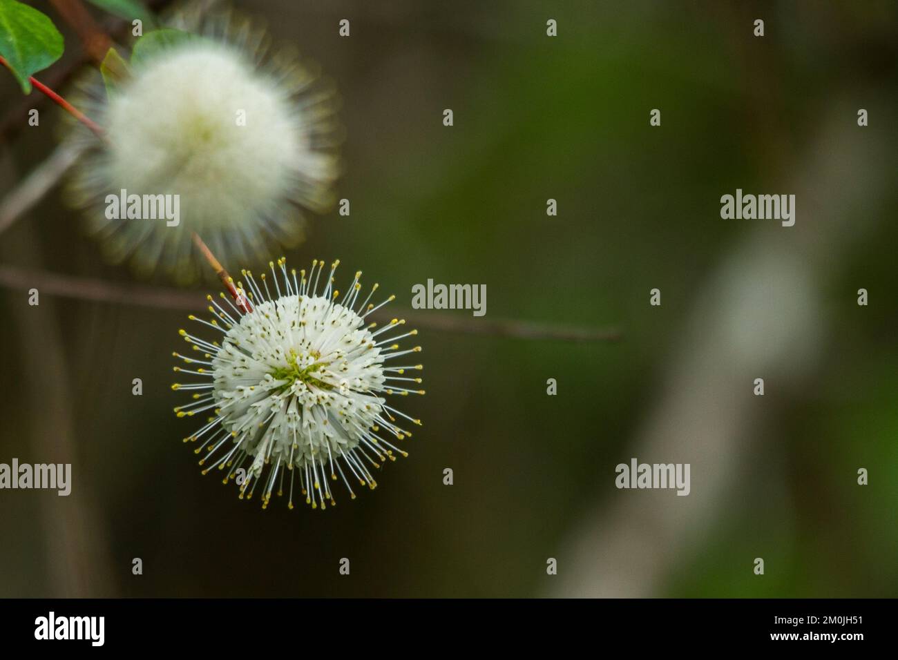 Button bush seed pods Stock Photo - Alamy