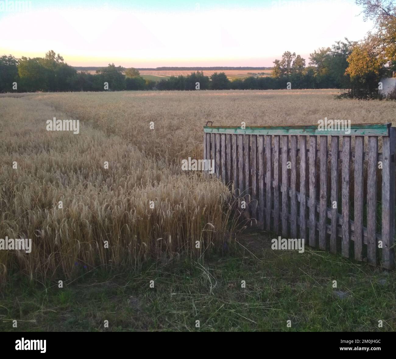Evening Rural scenery. Background of ripening ears of wheat field and ...