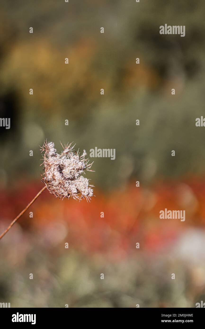 Virginia weed hi-res stock photography and images - Alamy