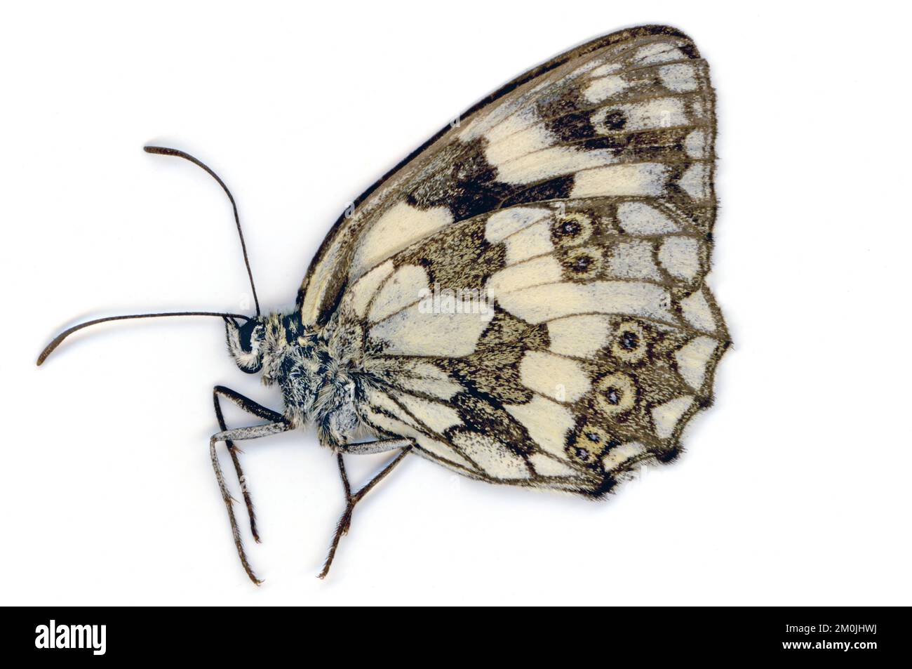 Nese Cut Out Stock Images & Pictures - Alamy