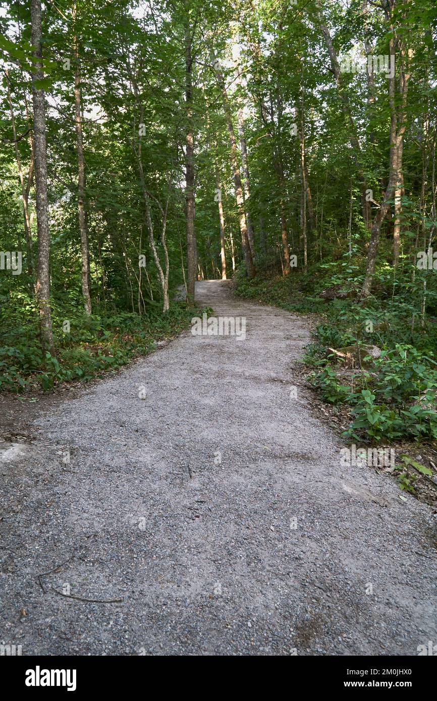 A vertical view of a hiking trail in forest Stock Photo - Alamy