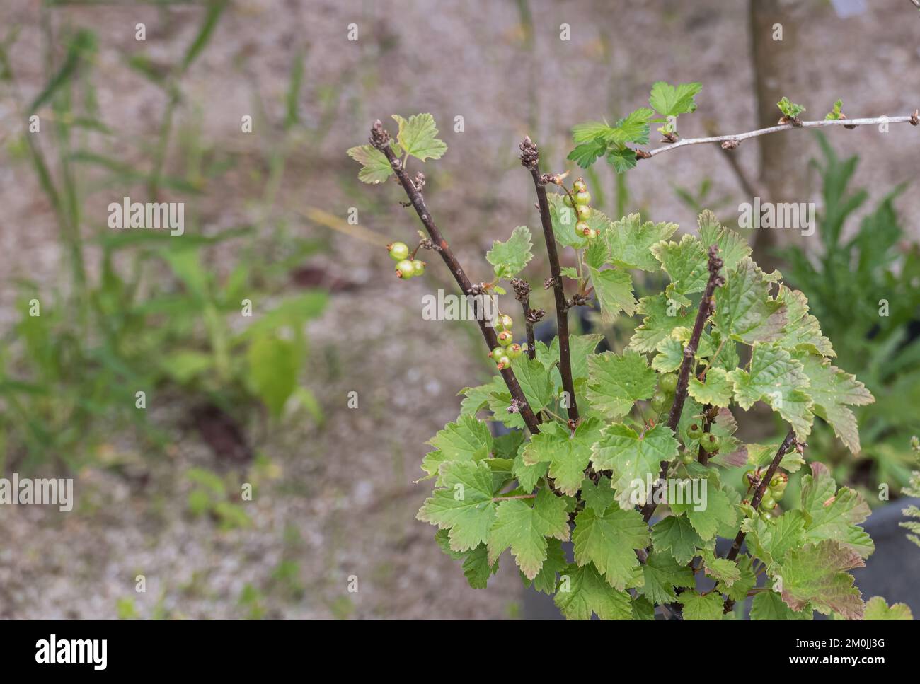 currant plant with yellow fruits in pot outdoors Stock Photo - Alamy