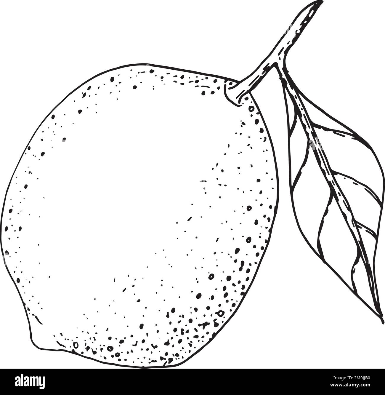Vector illustration of tasty sketch lemon with leaves Stock Vector ...