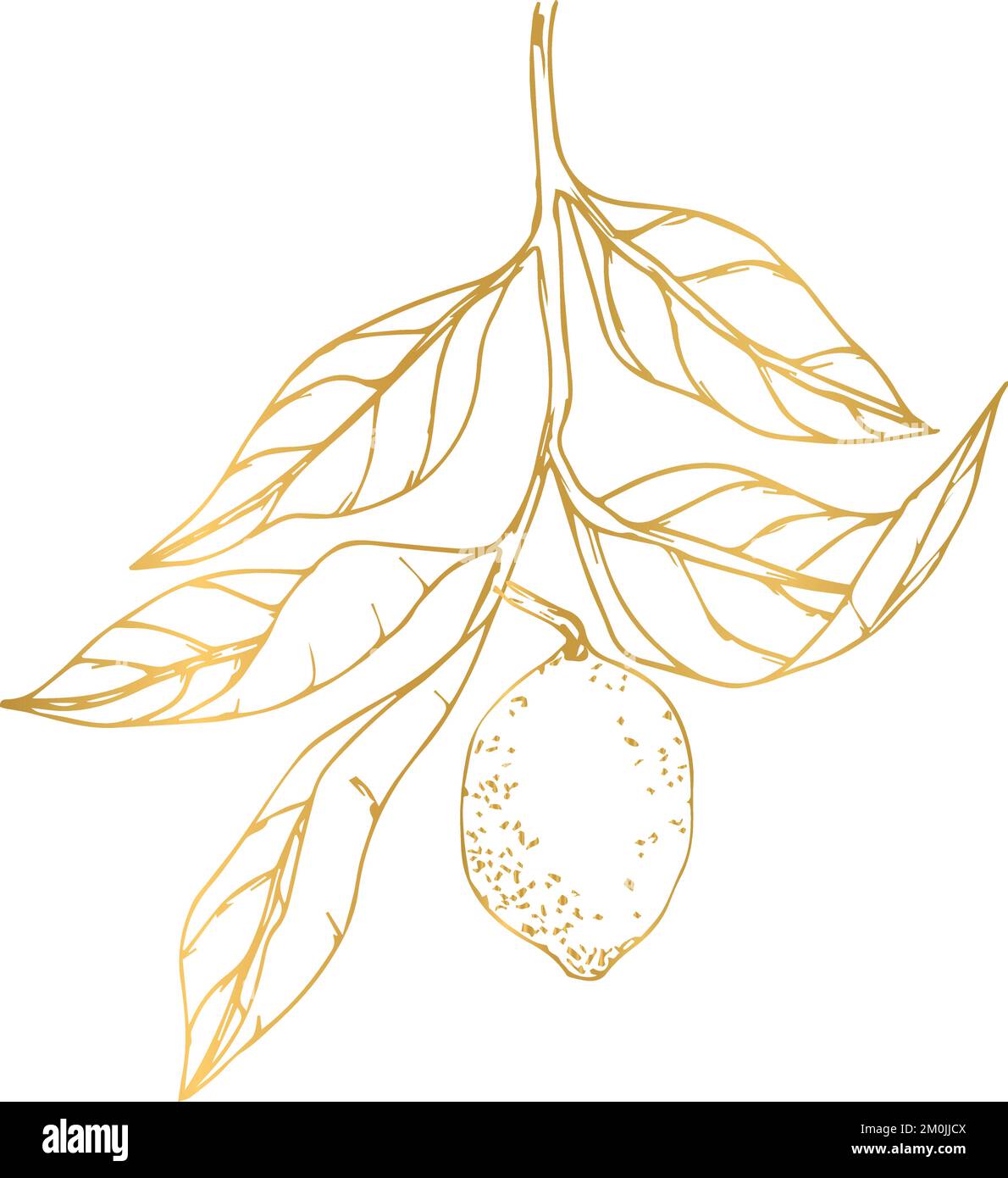 Vector golden illustration of tasty sketch lemon with leaves Stock ...