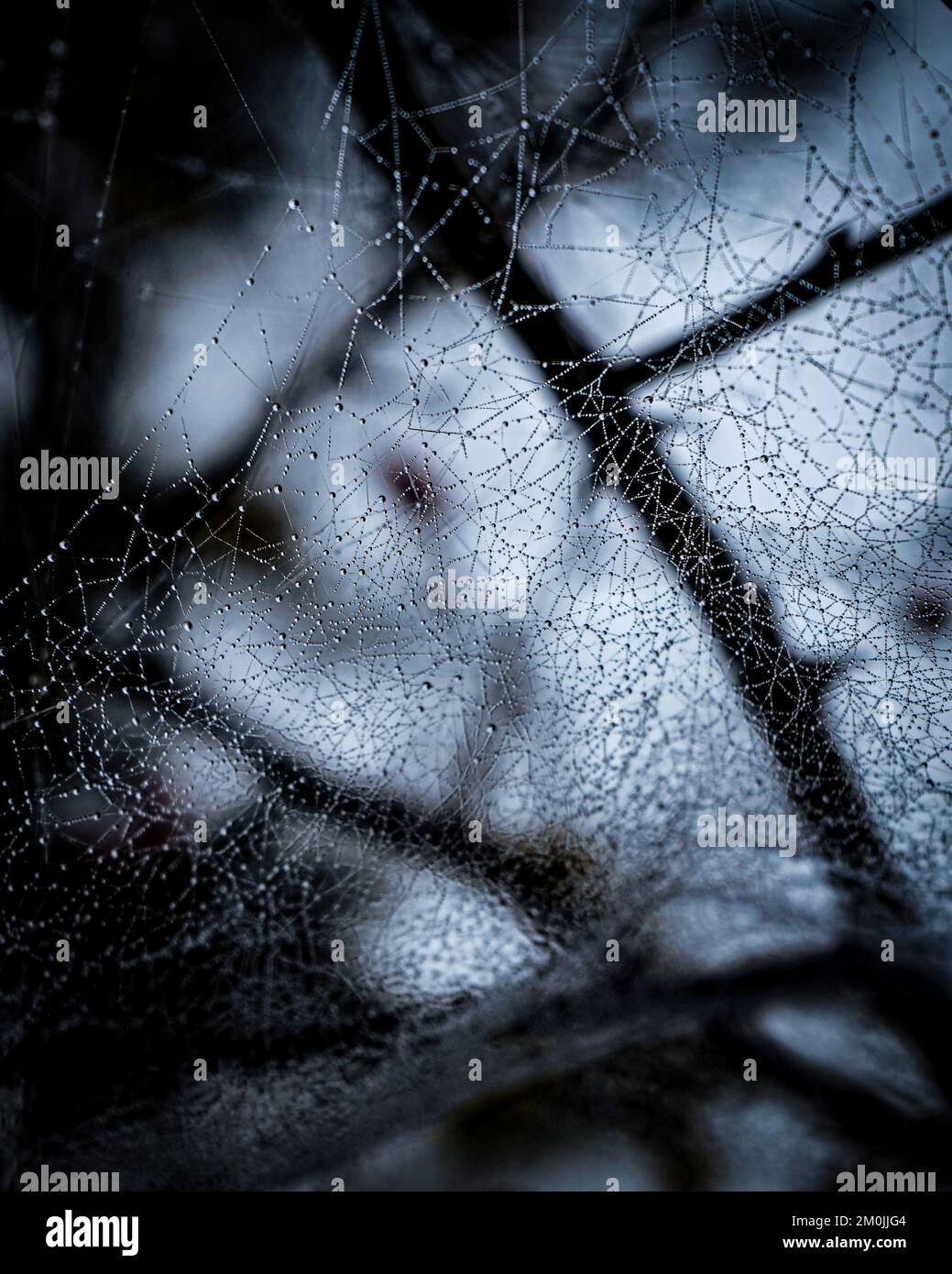 Full frame shot of wet spider web Stock Photo - Alamy