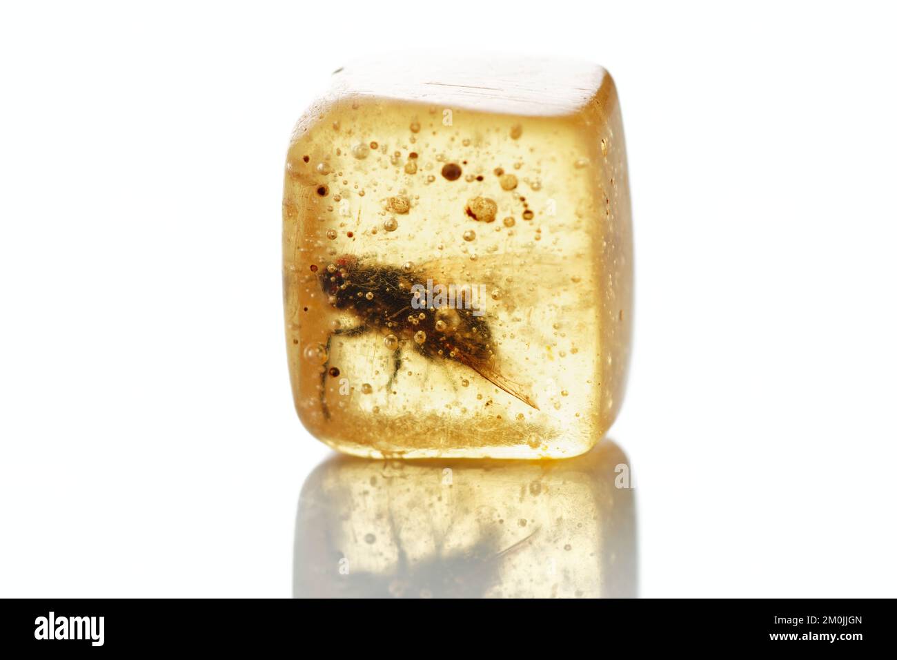 Fly trapped in wood resin for ever, isolated on white background Stock ...