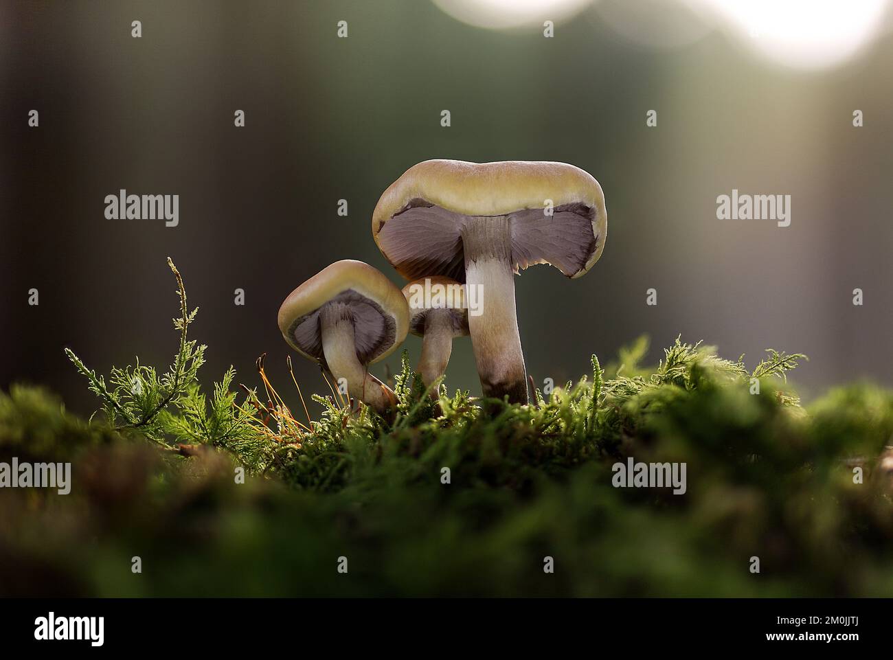 Mushrooms grown in their natural environment Stock Photo - Alamy