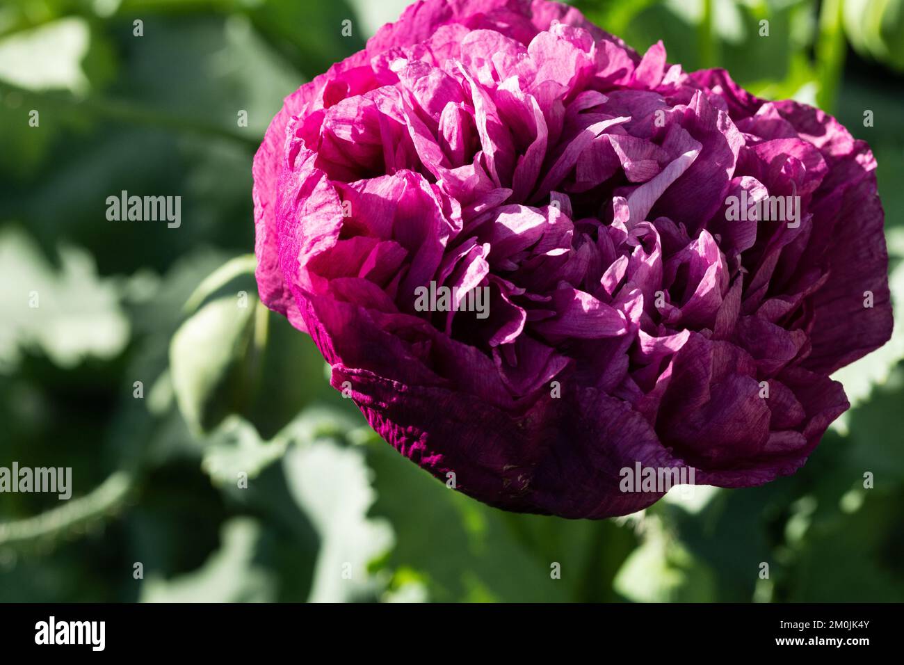 OPIUM POPPY FLOWER STAGES Stock Photo - Alamy