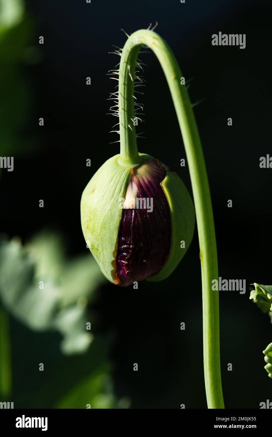 OPIUM POPPY FLOWER STAGES Stock Photo - Alamy