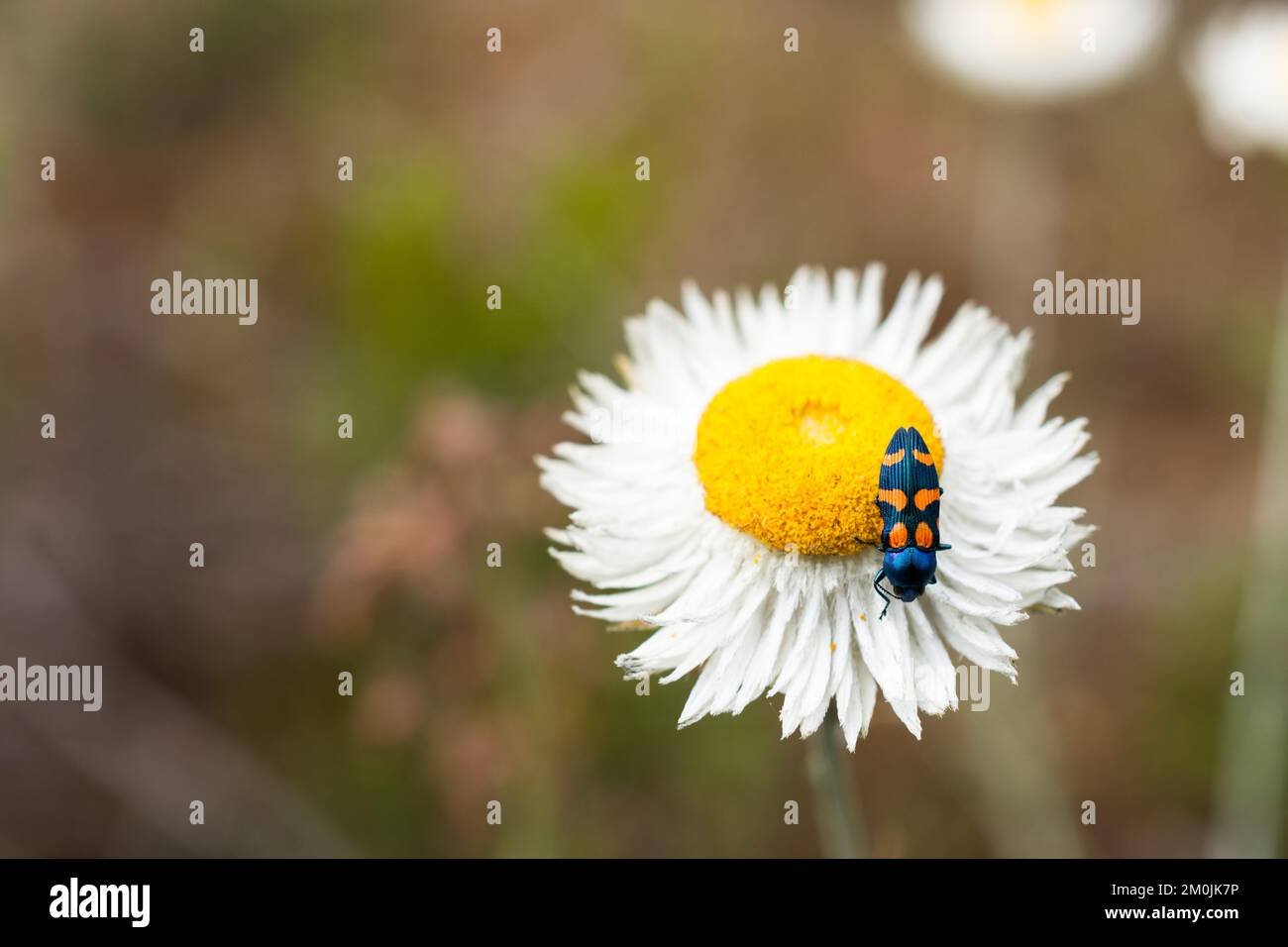Australian daisy hi-res stock photography and images - Alamy