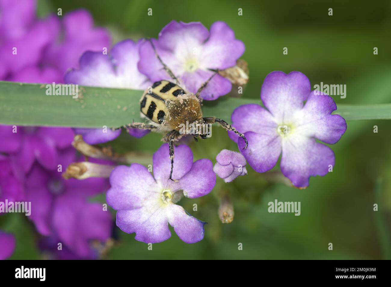 A macro shot of a flower beetle crawling around on purple white flowers ...