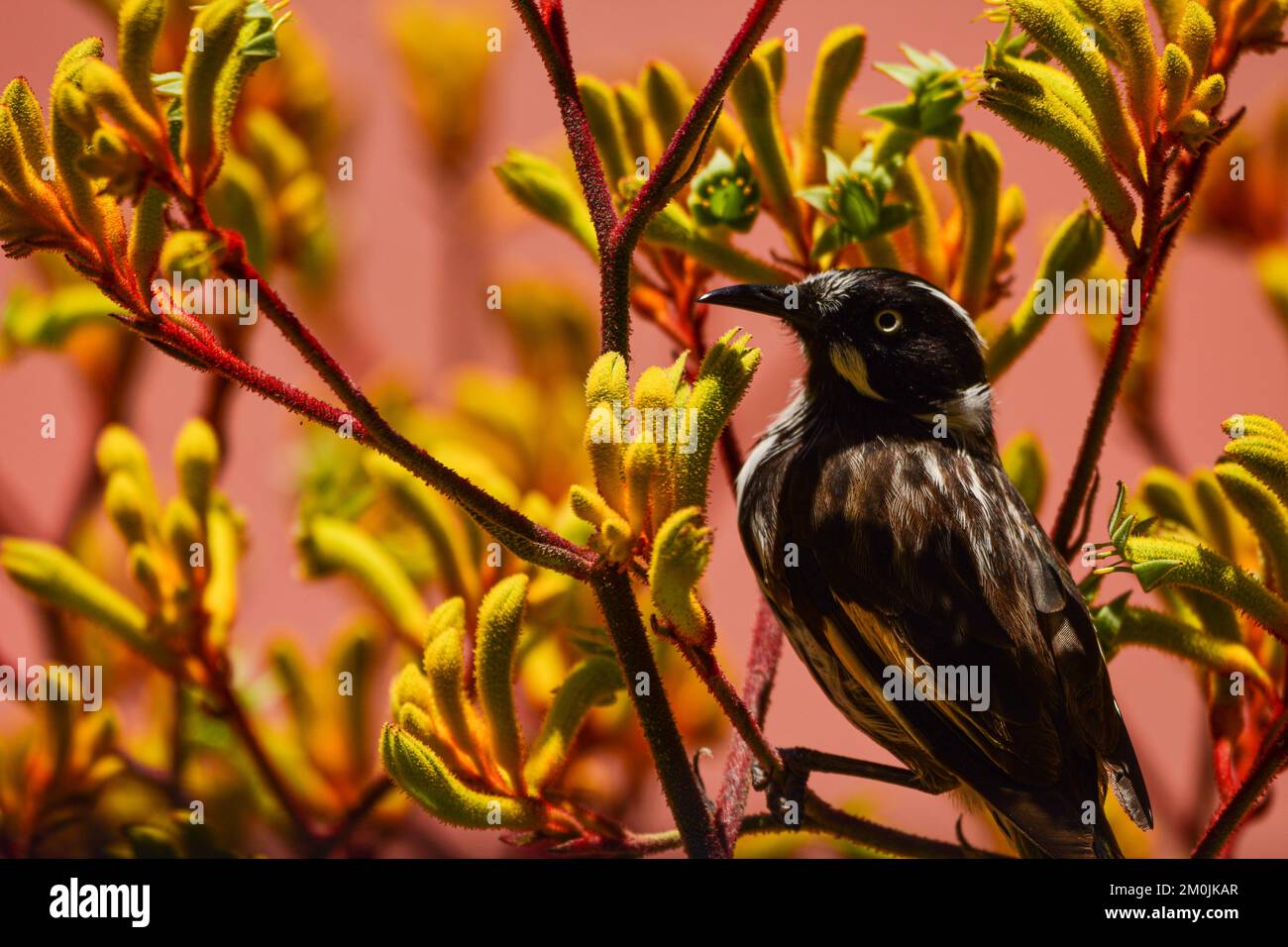 Wattle Bird On The Kangaroo Paw Plant
