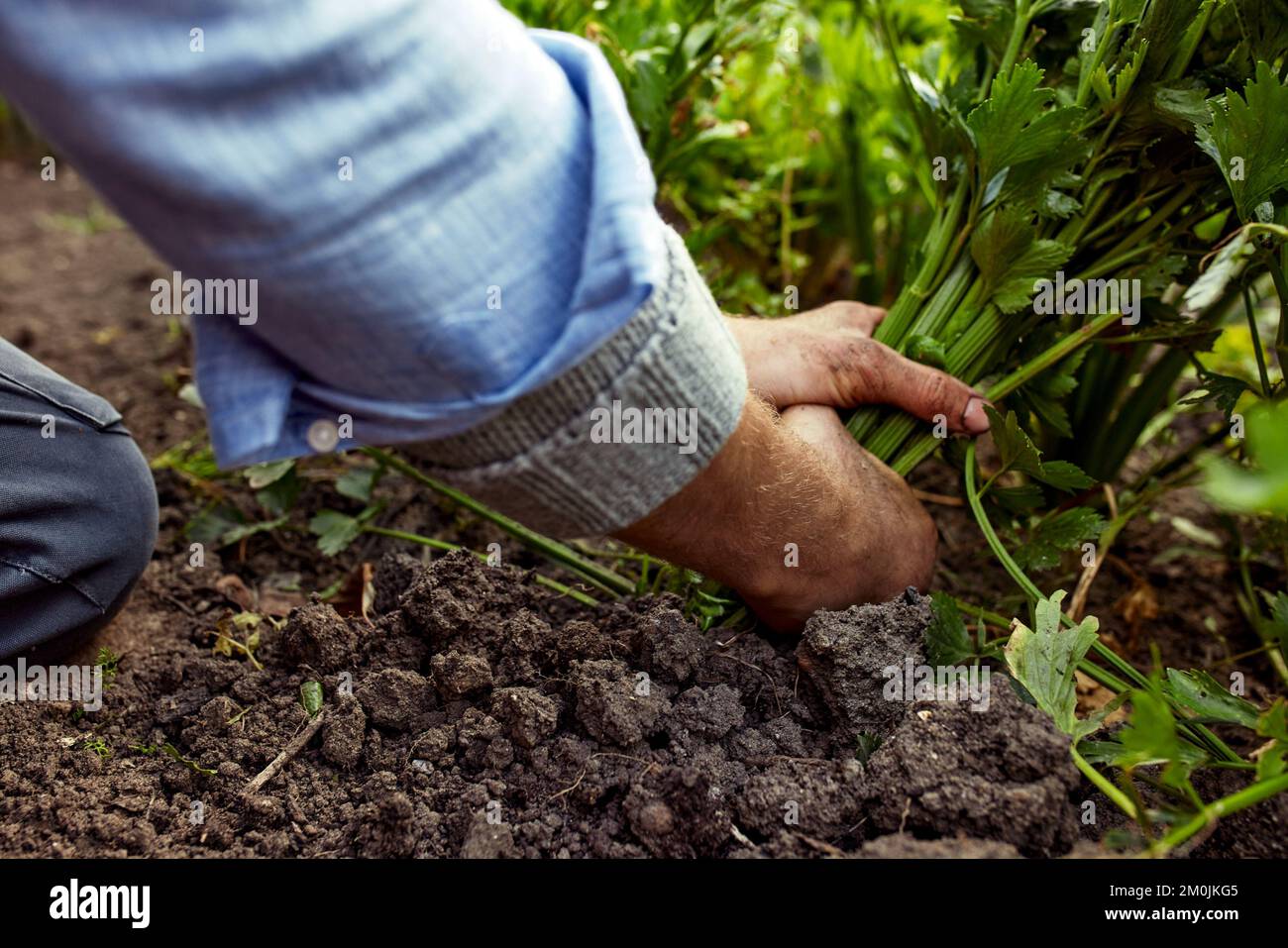 Close-up of mans hands with pruner cutting crop of fresh parsley Stock ...