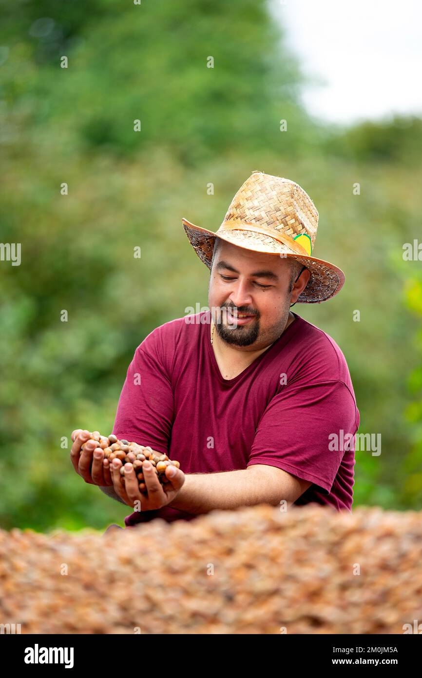 Hazelnuts collected during the hazelnut harvest and the farmer Stock ...