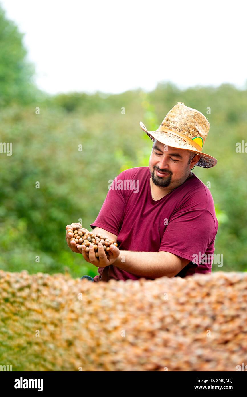 Hazelnuts collected during the hazelnut harvest and the farmer Stock ...
