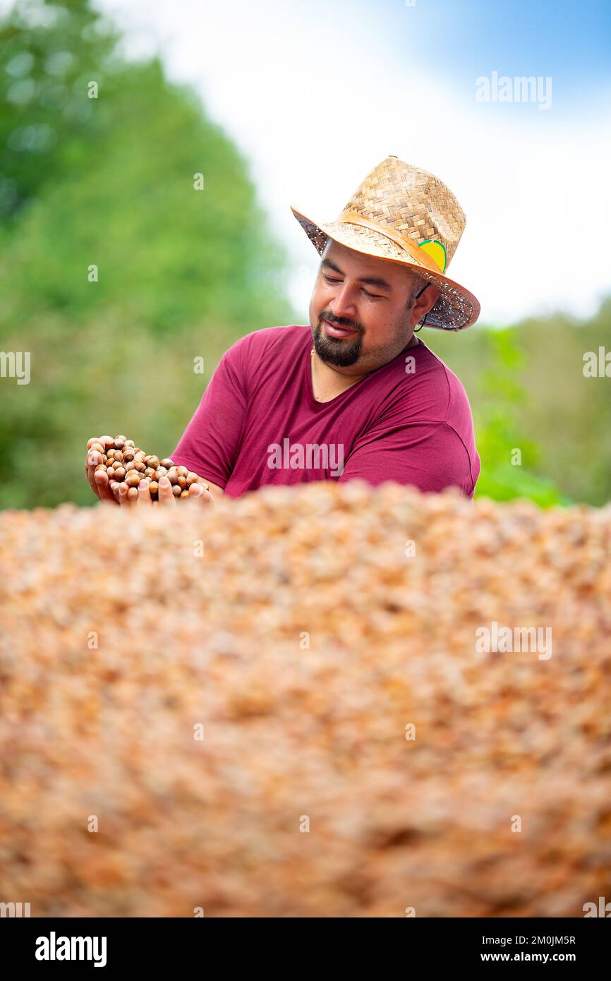 Hazelnuts collected during the hazelnut harvest and the farmer Stock ...