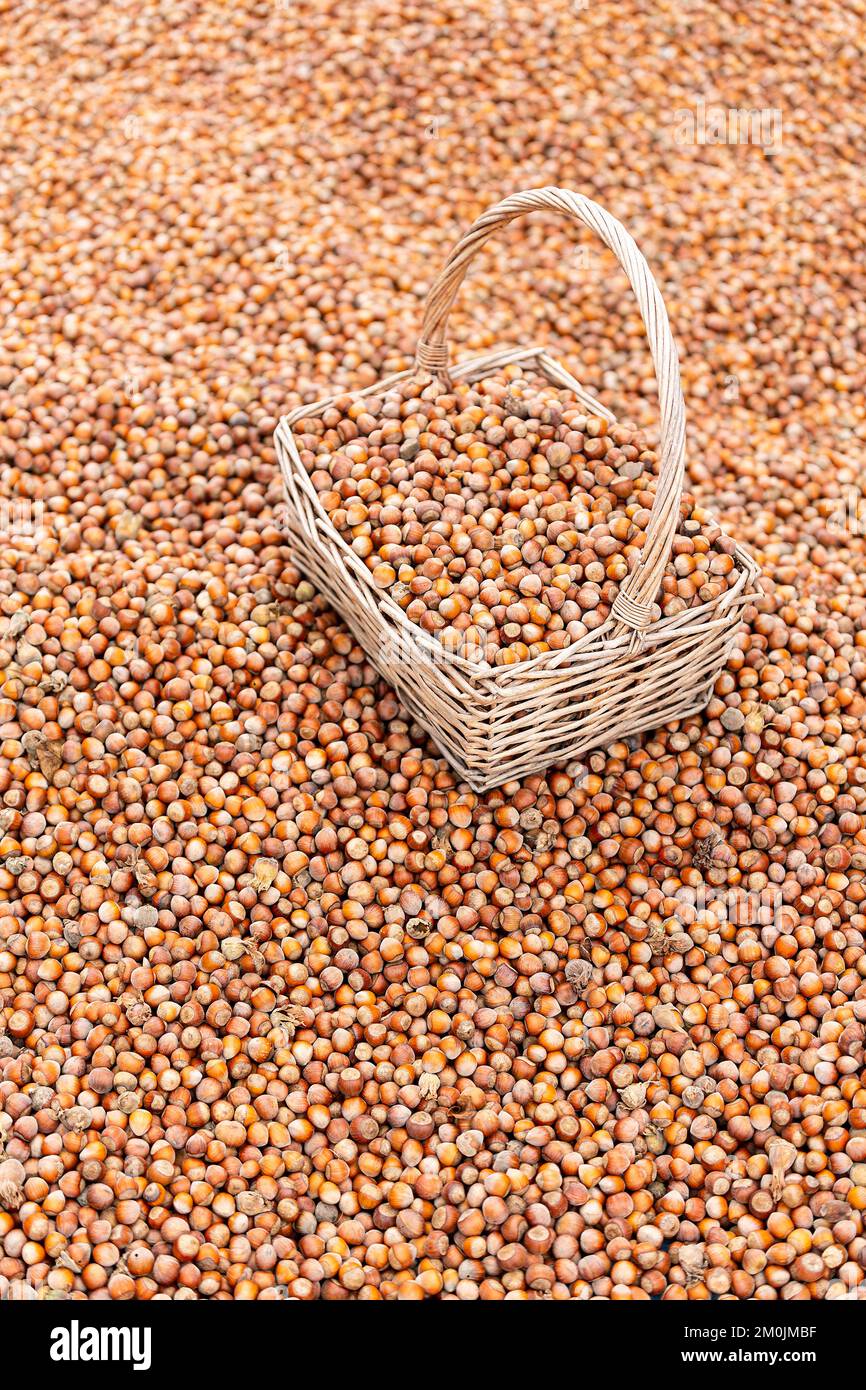 Hazelnuts collected during the hazelnut harvest Stock Photo - Alamy