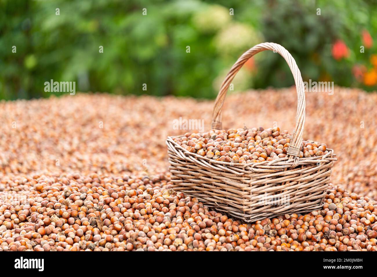 Hazelnuts collected during the hazelnut harvest Stock Photo - Alamy