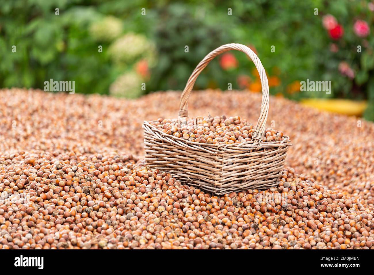 Hazelnuts collected during the hazelnut harvest Stock Photo - Alamy