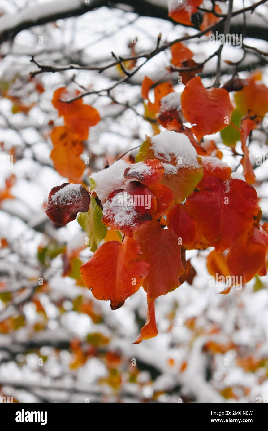 West virginia fall foliage hi-res stock photography and images - Alamy