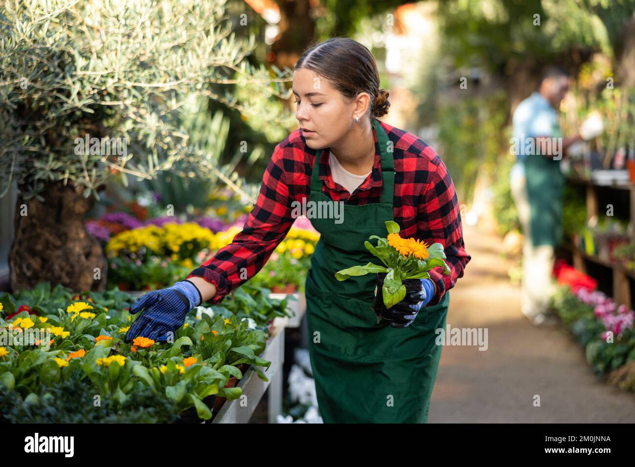 Salesgirl checking potted blooming calendula plants in gardening store ...