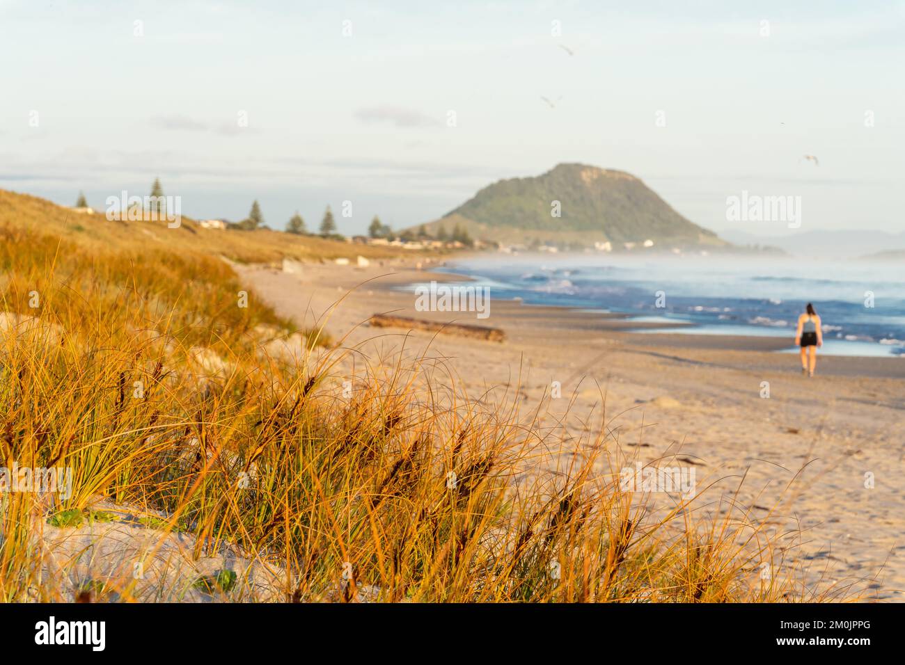 Golden sand sedge dune vegetation and long beach view Papamoa Tauranga ...