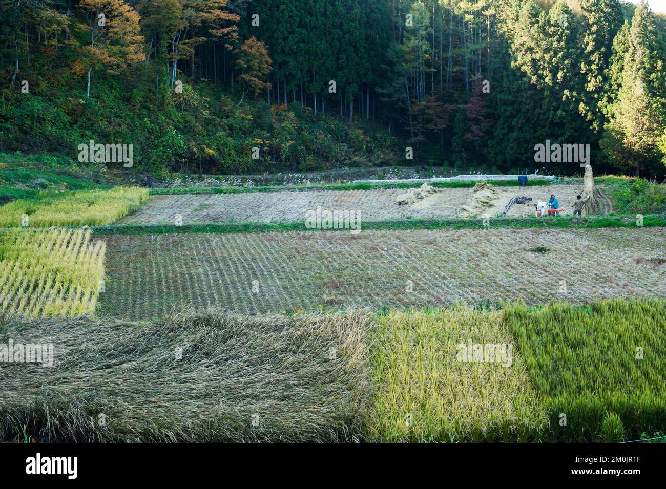 Several varieties of rice grown and being harvested on an organic farm ...