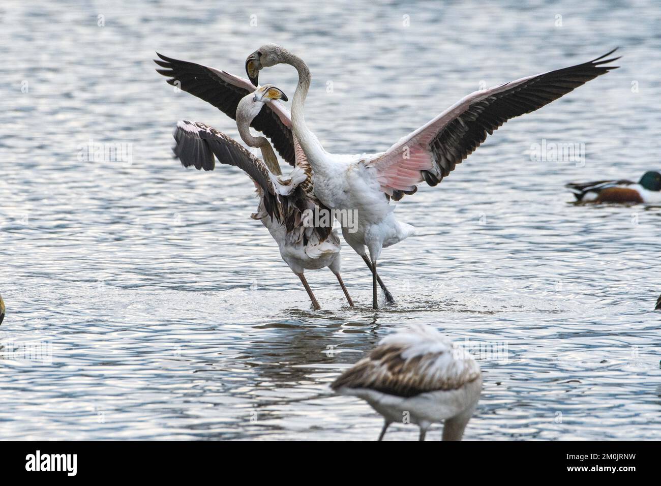 (221206) -- HULA VALLEY, Dec. 6, 2022 (Xinhua) -- Migrating greater ...