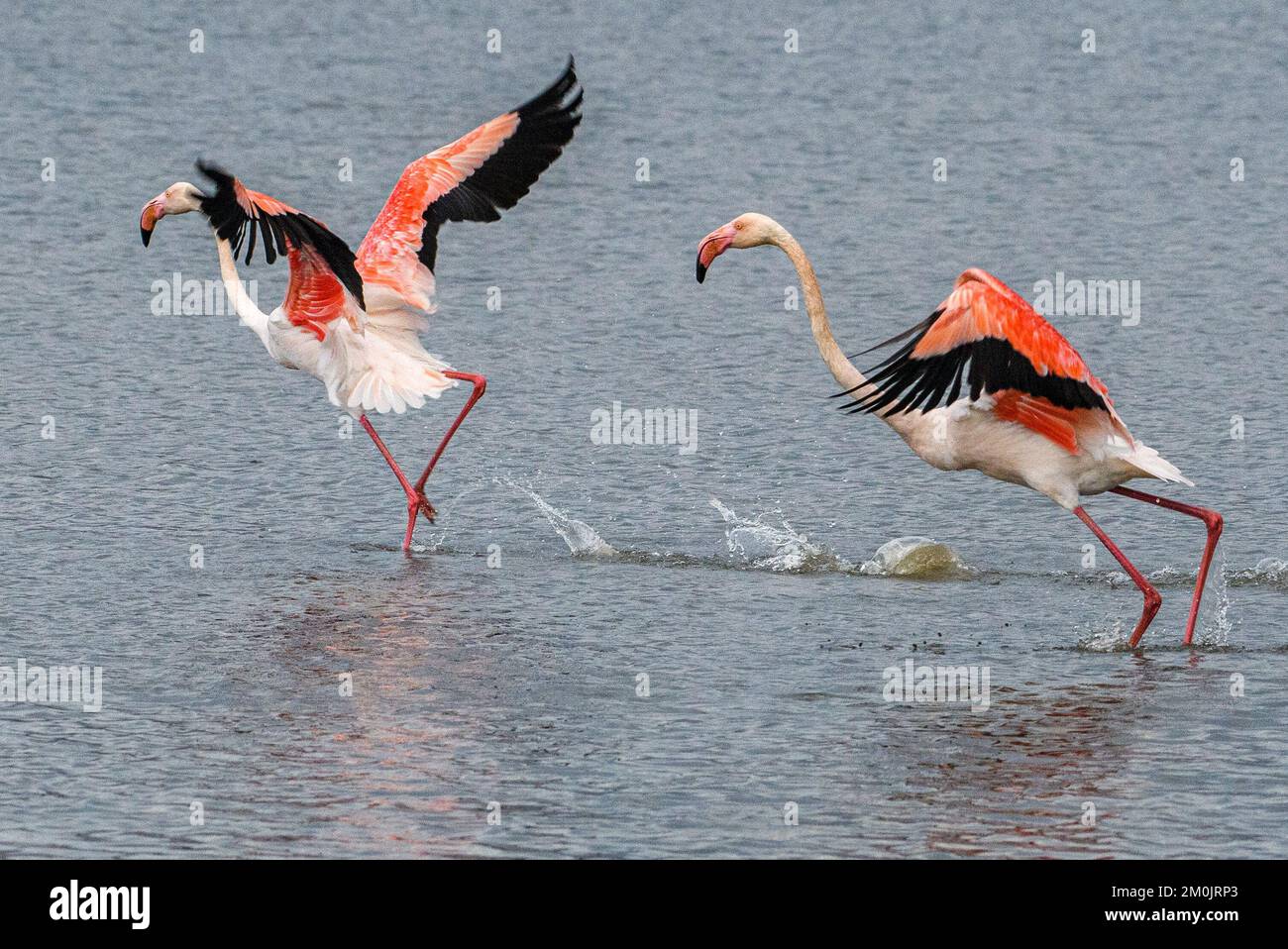 (221206) -- HULA VALLEY, Dec. 6, 2022 (Xinhua) -- Migrating greater ...